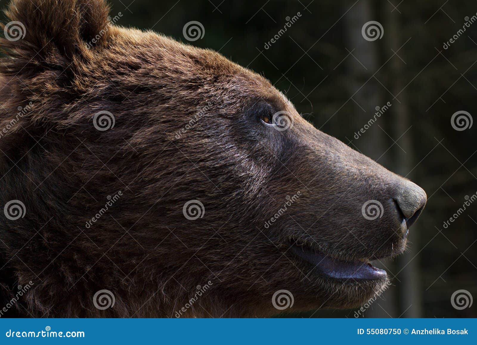 The muzzle of a brown bear stock photo. Image of wild - 55080750
