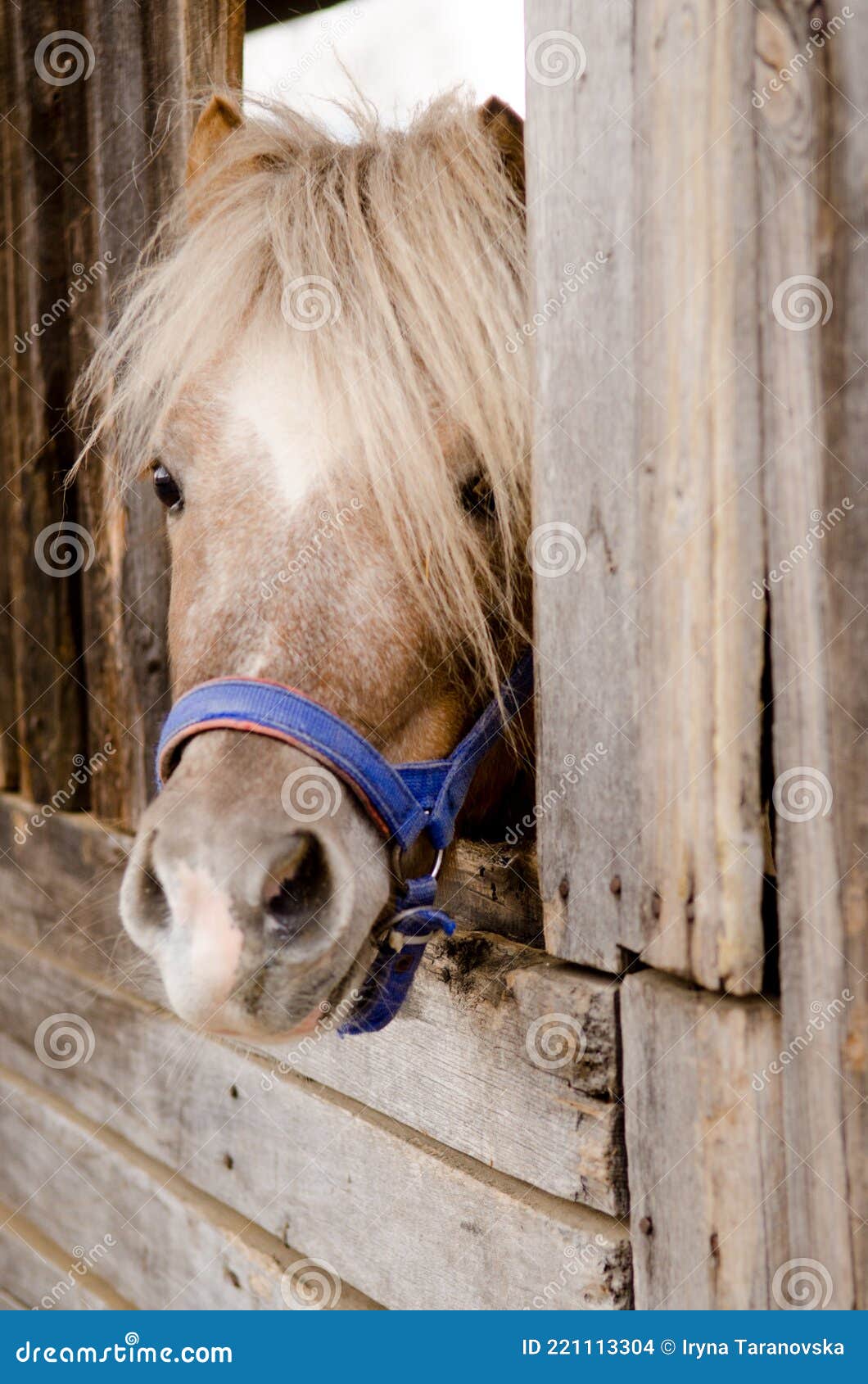 Muzzle of Brown Pony with White Bangs with a Blue Bridle Peeks Out of ...