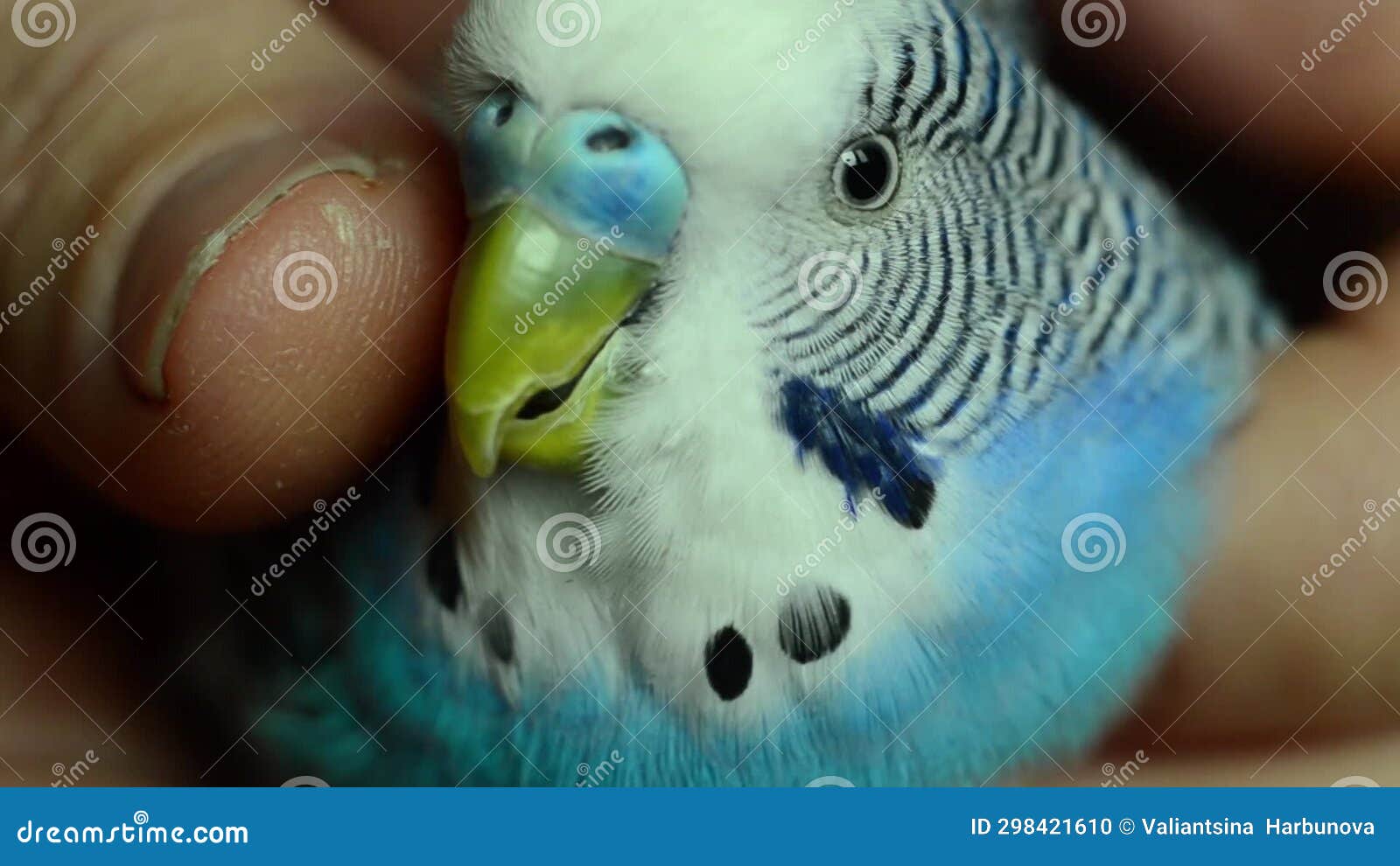 The Muzzle of a Budgie. the Bird is in the Hands of the Owner Stock ...
