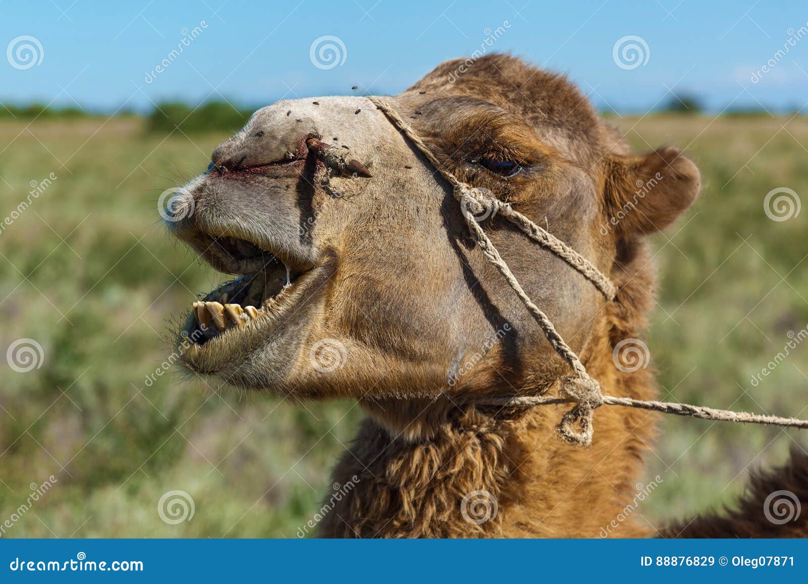 Muzzle of camel stock image. Image of camel, male, face - 88876829