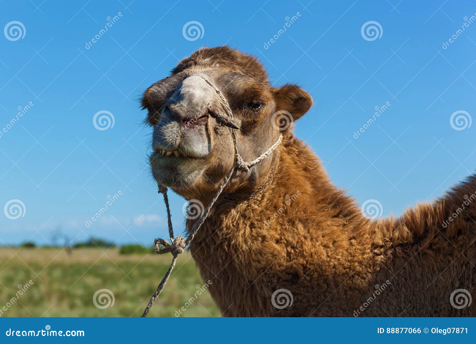 Muzzle of camel stock photo. Image of camel, beast, livestock - 88877066