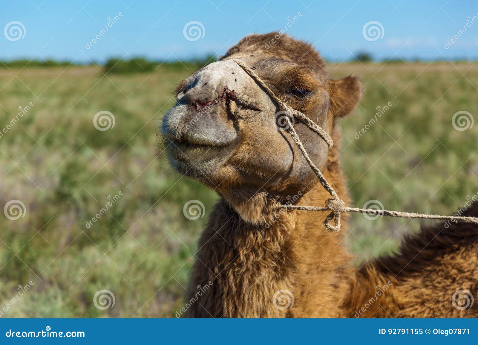 Muzzle of camel stock image. Image of male, desert, eastern - 92791155