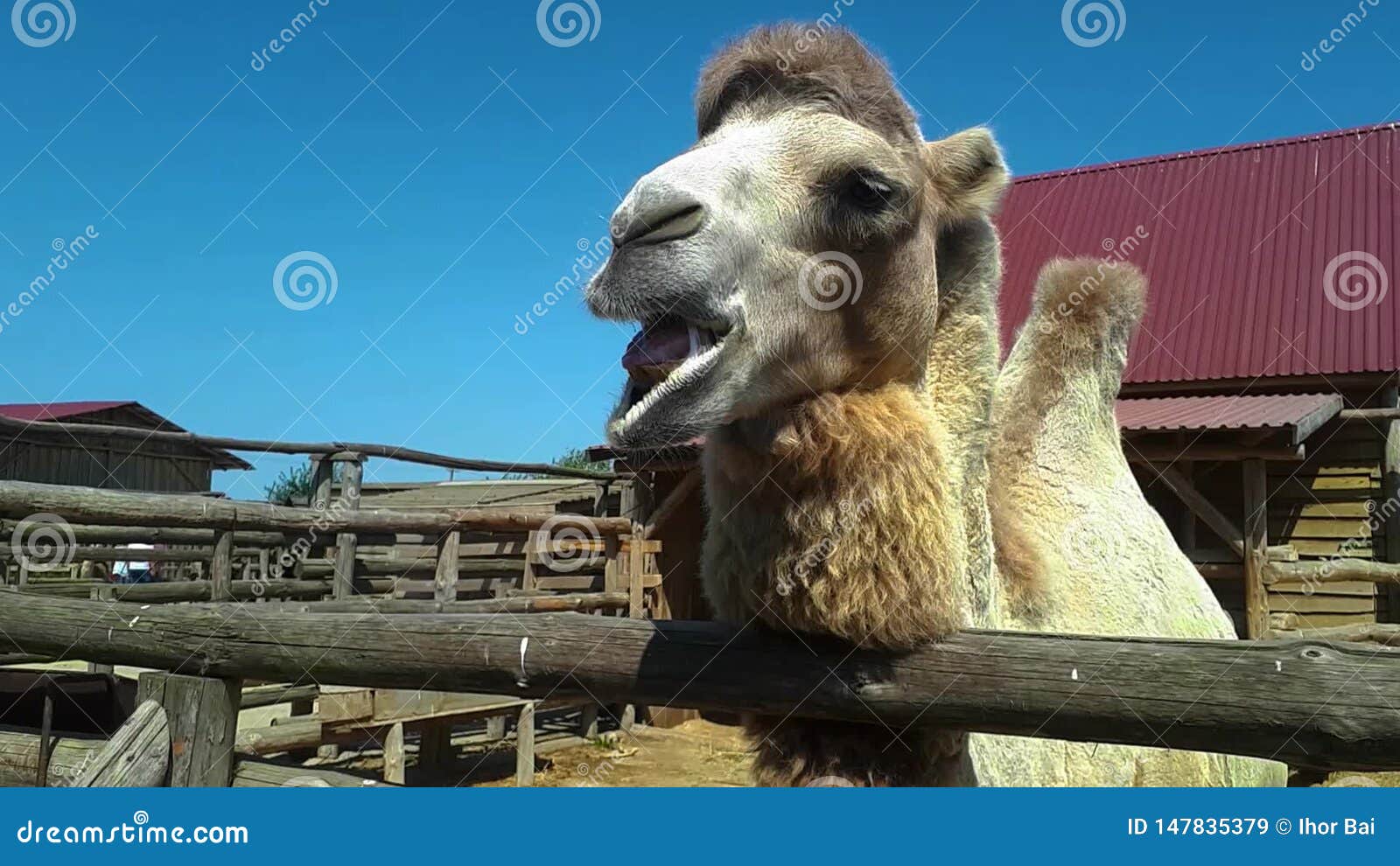 Muzzle of a Camel Close Up, a Camel is Chewing, a Beautiful Clean Camel ...