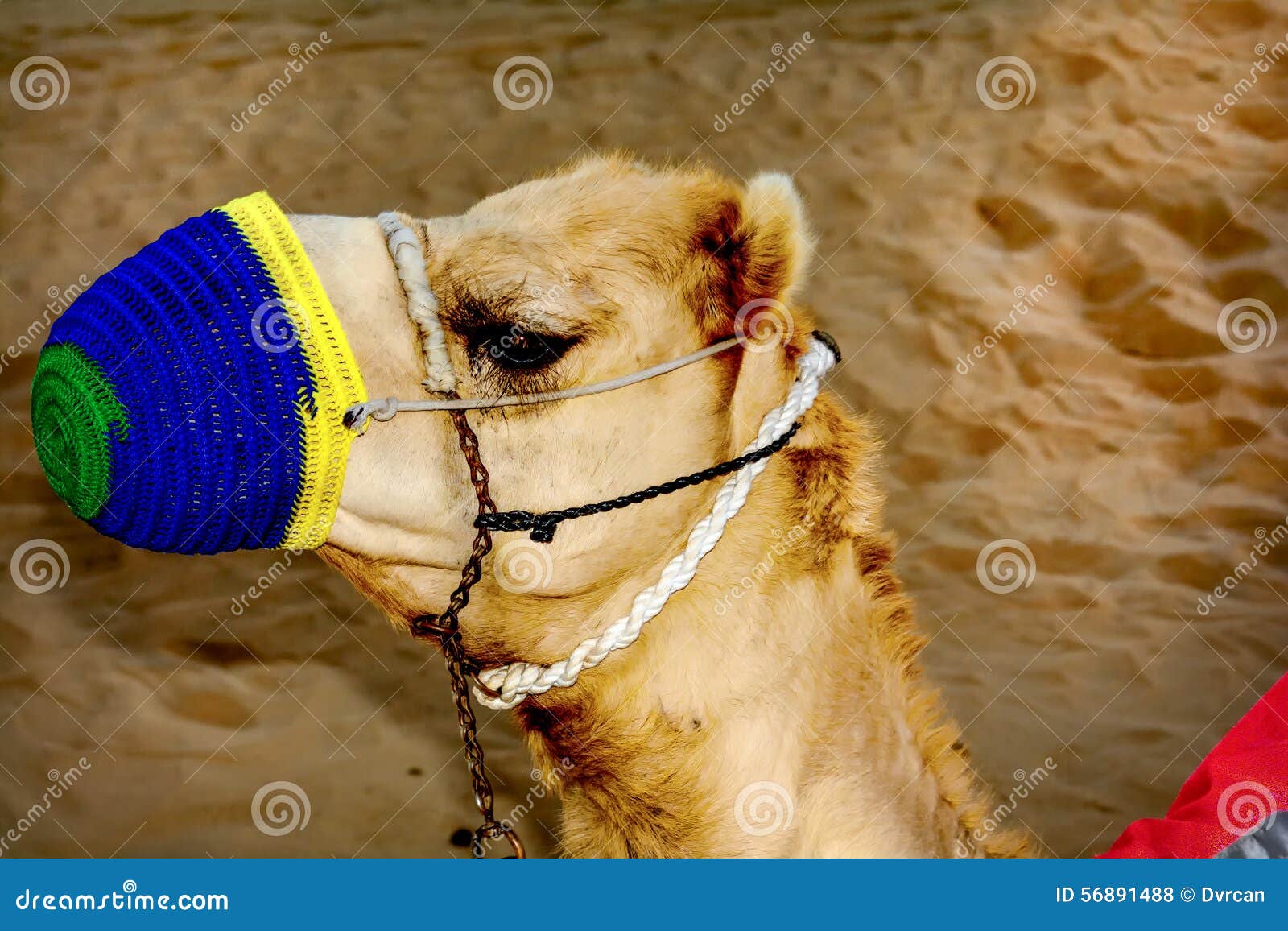 The Muzzle of the Camel Close-up Stock Photo - Image of close, muzzle ...