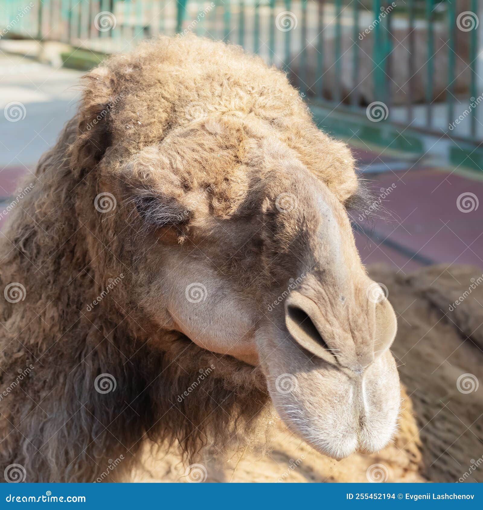The Muzzle of a Camel in Side View Close-up Stock Photo - Image of ...