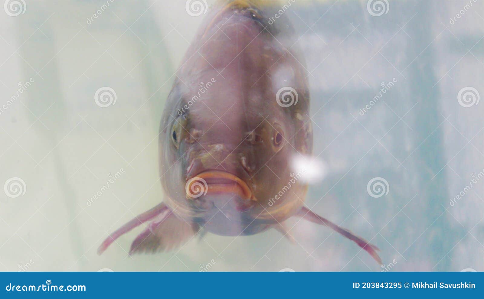 Muzzle of a carp fish. stock image. Image of looking - 203843295