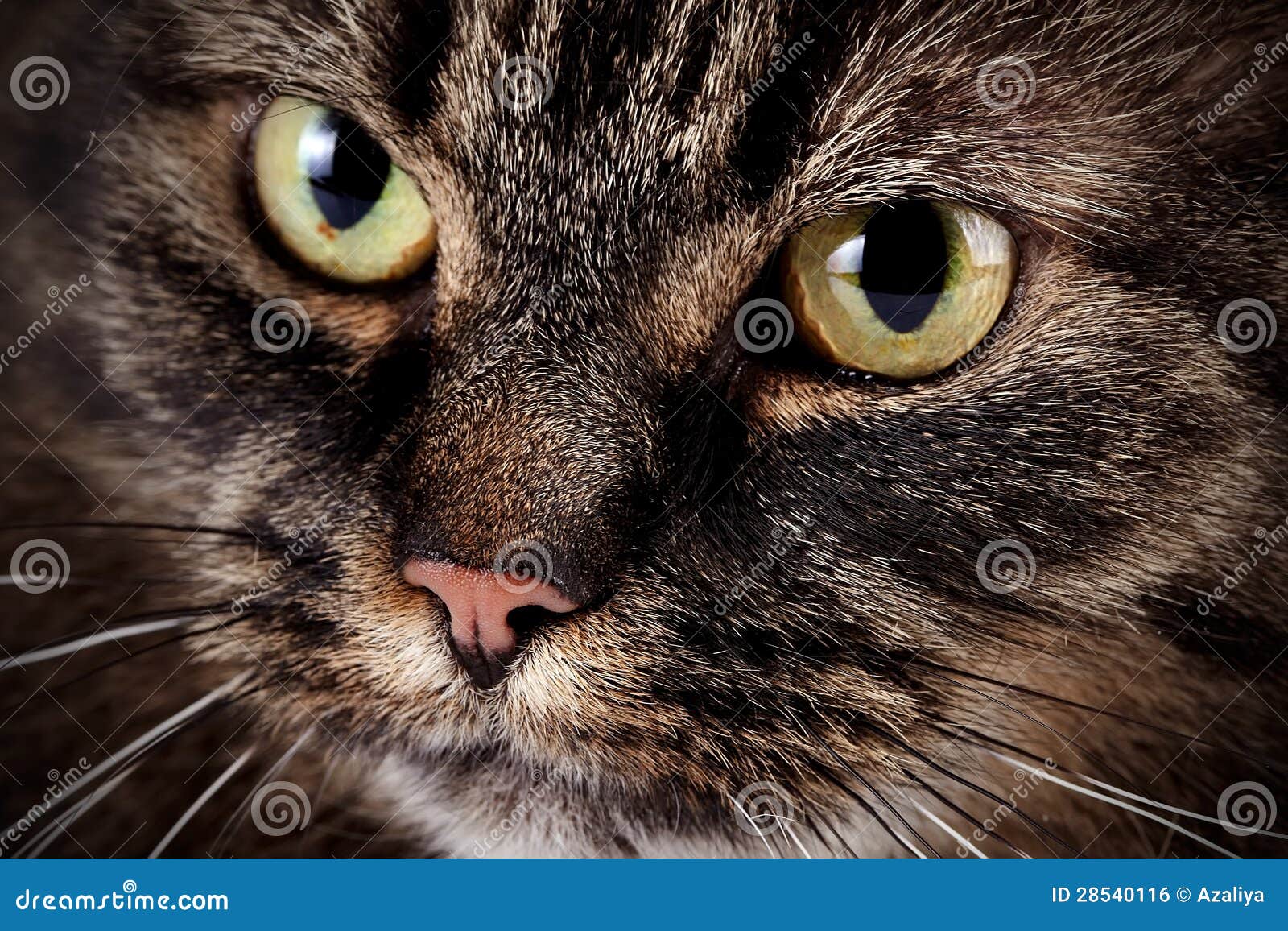 Muzzle of a cat stock photo. Image of feline, beauty - 28540116