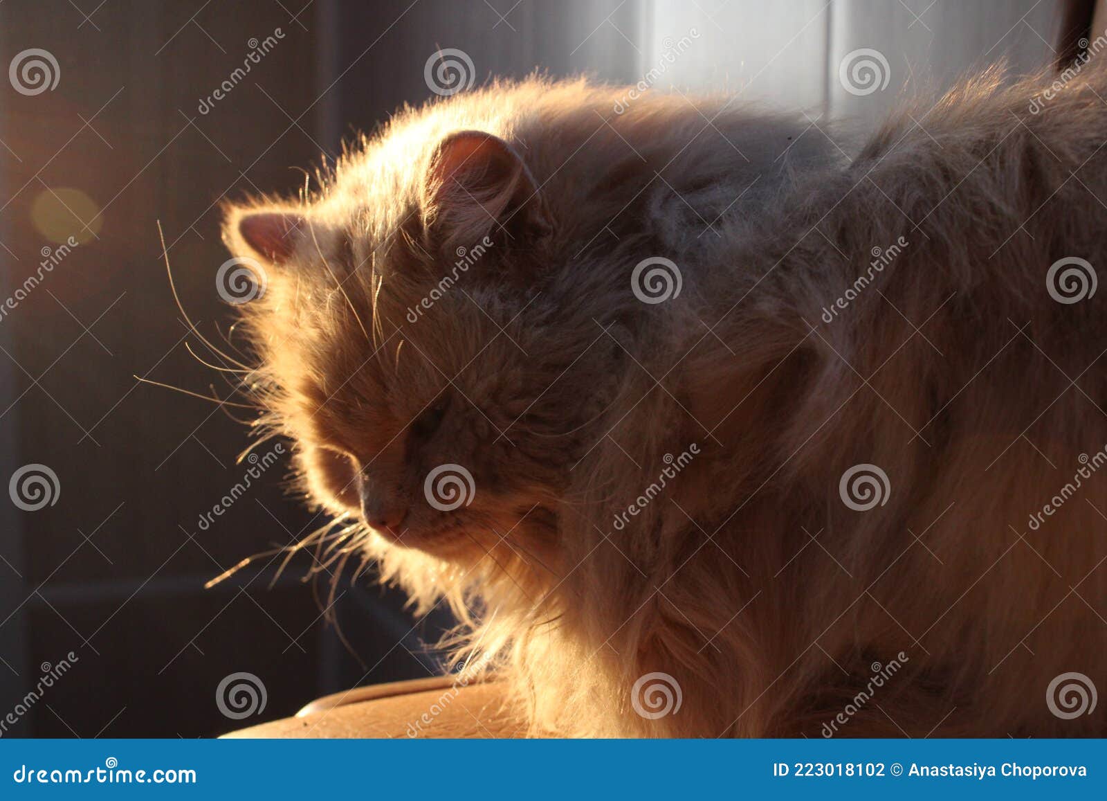 Highlights of Cat Hair and Cute Cheeks Stock Photo - Image of nose ...