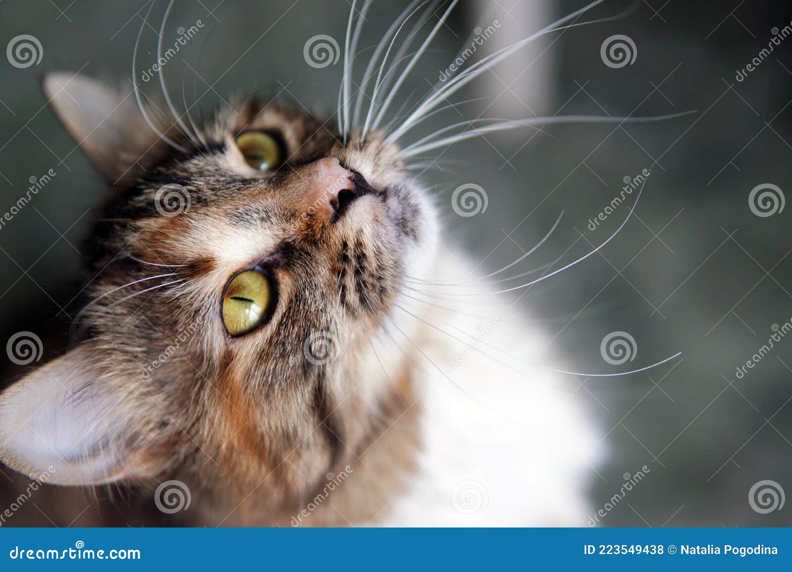 Muzzle of the Cat S Head Looks Up in Close-up Stock Photo - Image of ...