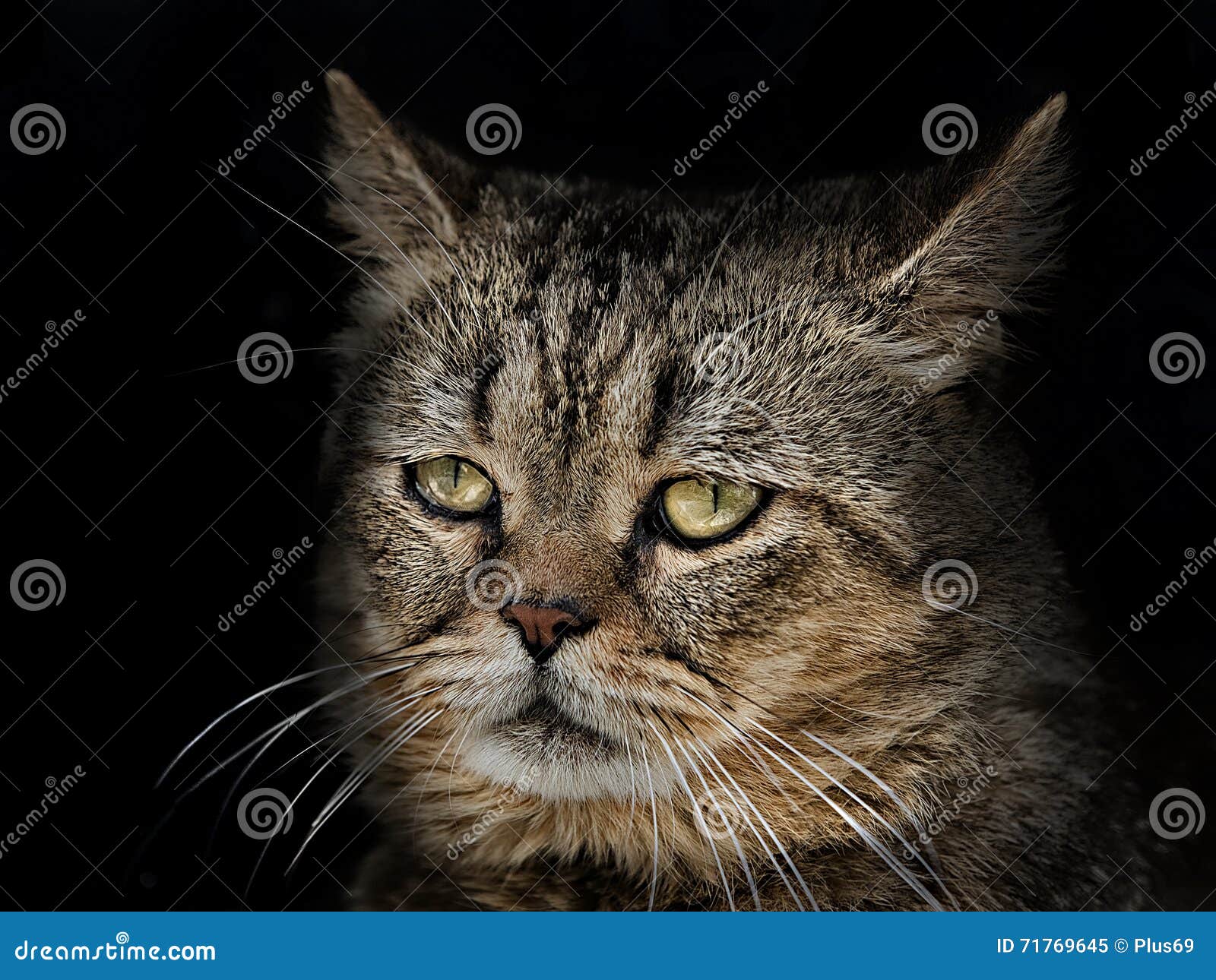 Muzzle Cat of the Scottish Breed Close-up on Black Stock Image - Image ...