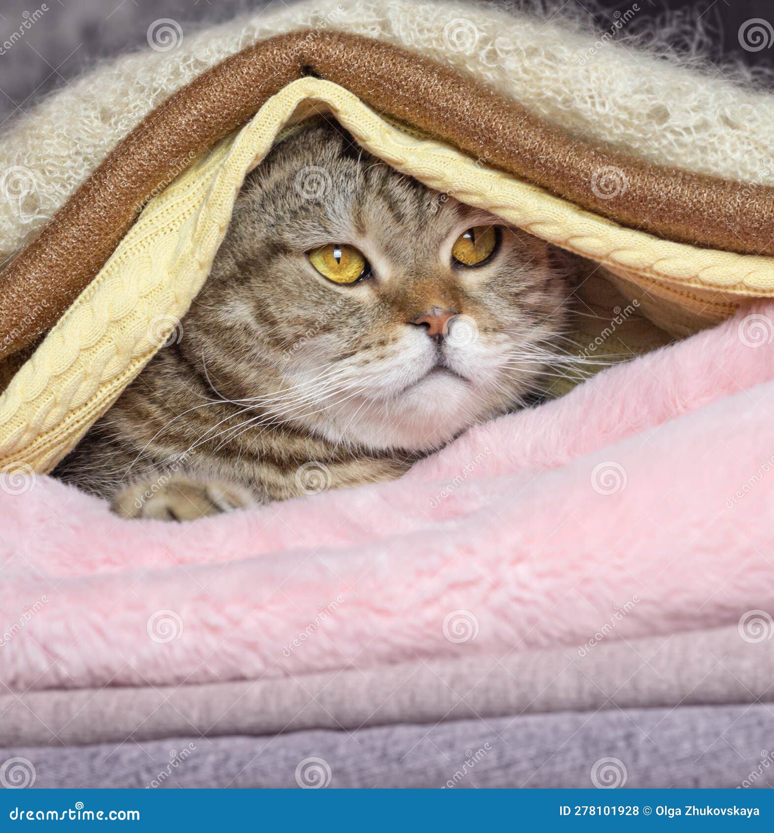 The Muzzle of a Cat Under a Pile of Things and a Blanket Stock Photo ...