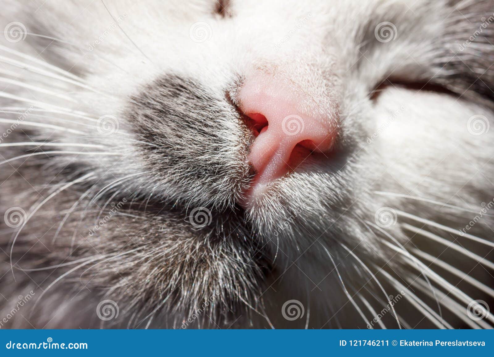 Muzzle Cat White Close-up of a Beloved Pet Stock Image - Image of cats ...