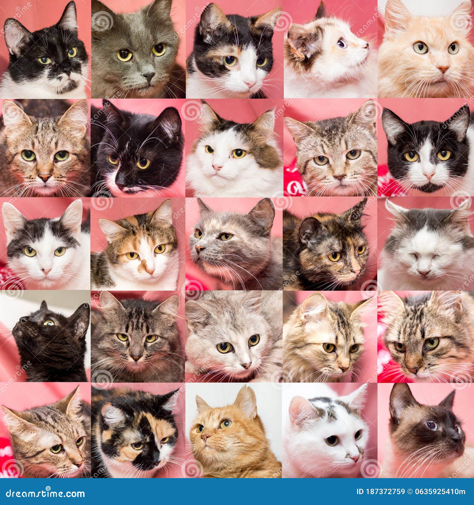 Collage De Gatos Cat Collage