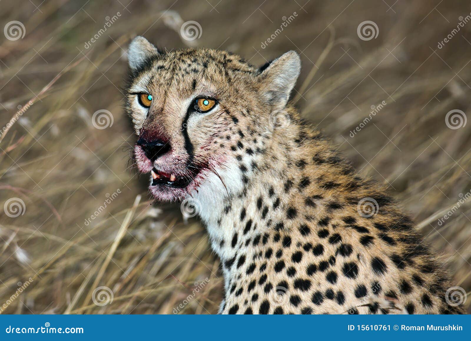 Muzzle Cheetah Smeared in the Victim S Blood Stock Image - Image of ...