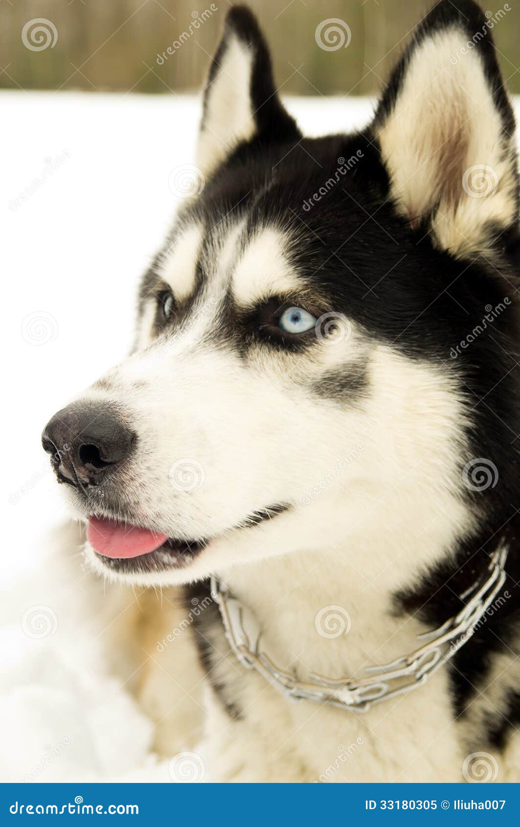 Muzzle Close-up of Siberian Husky Stock Image - Image of look, grey ...
