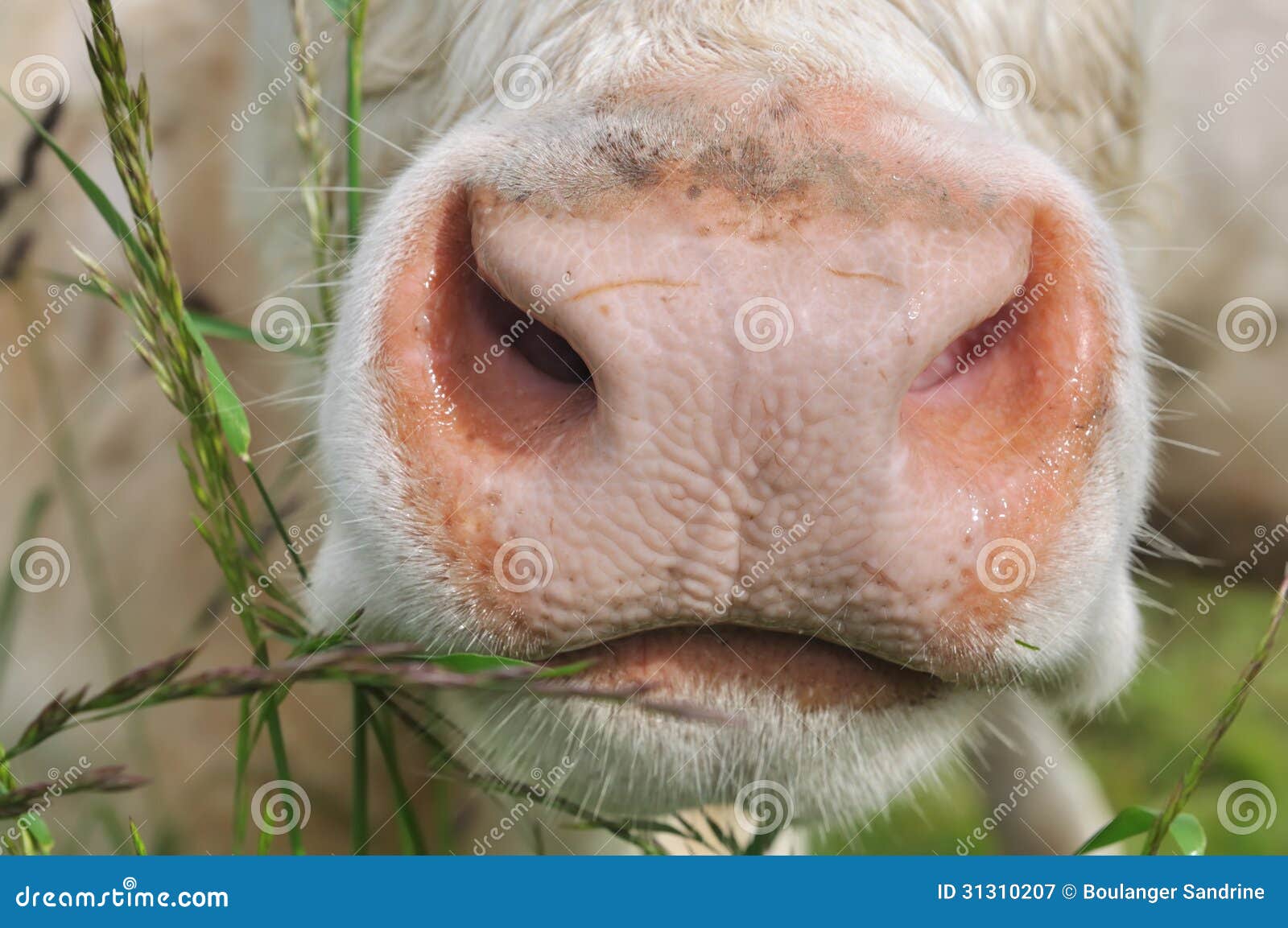 Muzzle stock image. Image of smell, humor, nose, pink - 31310207