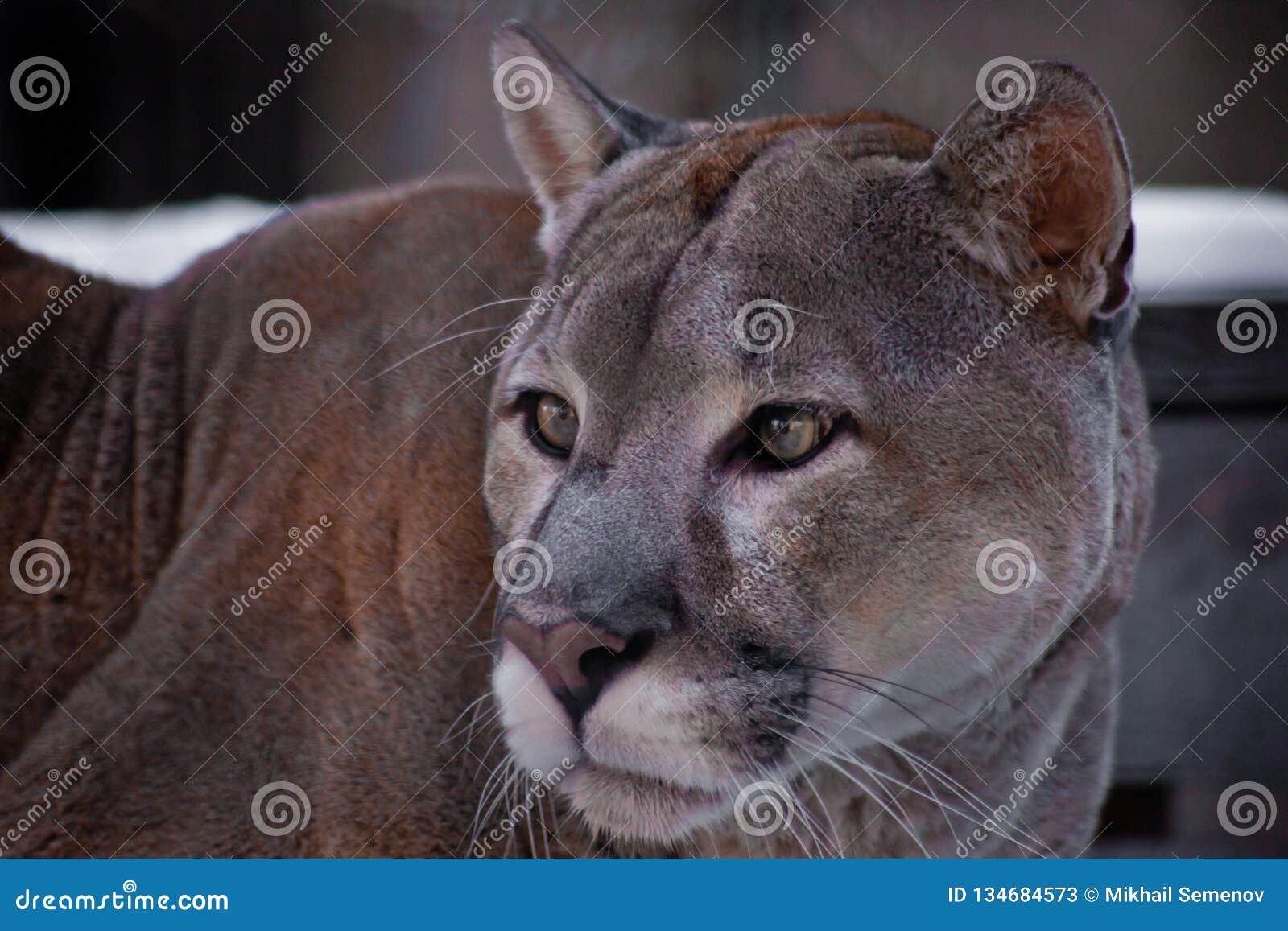 Muzzle of Cougar Close-up, Glance Back of a Large Predatory Cat Stock ...