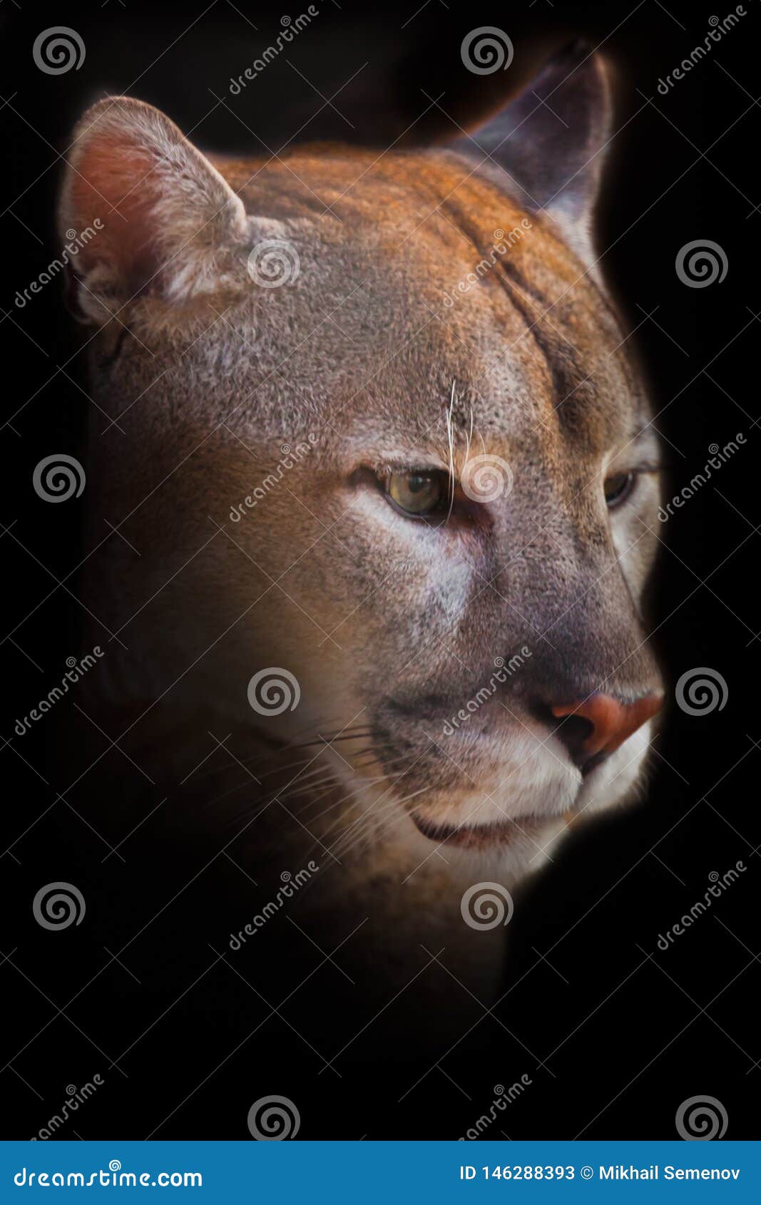 Cougar Close Up, Orange Yellow Big Cat, Isolated on Black Background ...