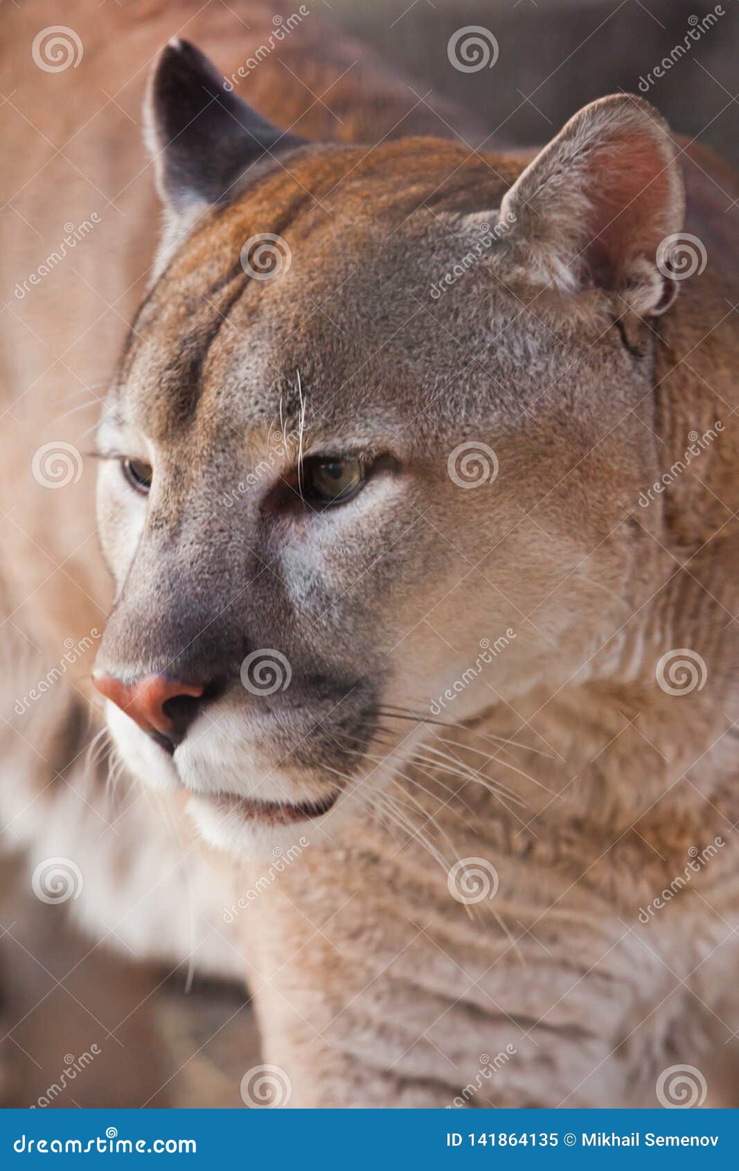 Muzzle of Cougar Close Up, Orange Yellow Big Cat Stock Image - Image of ...