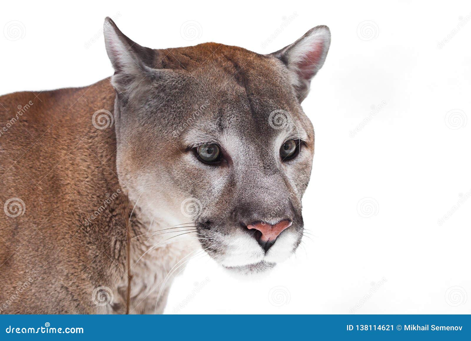 Muzzle Cougar Close-up on a White Background. Powerful Predatory Face ...