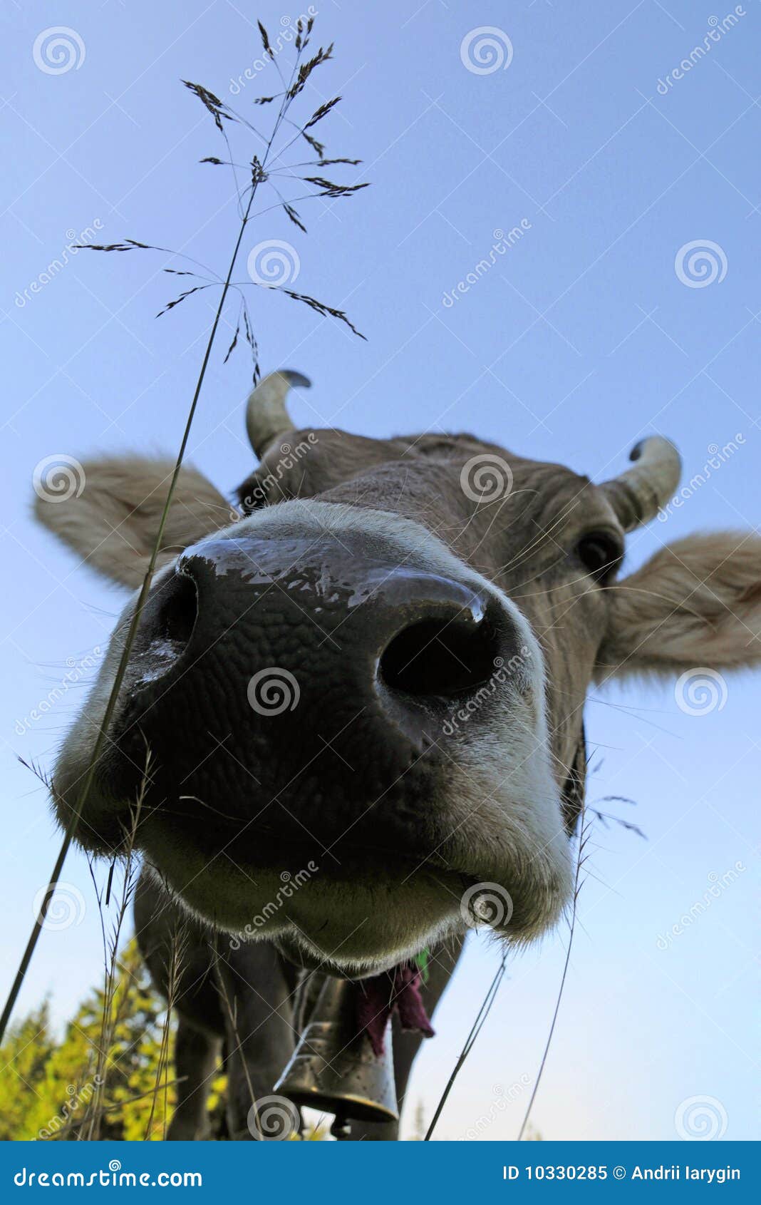 Muzzle of cow stock image. Image of black, cityscape - 10330285