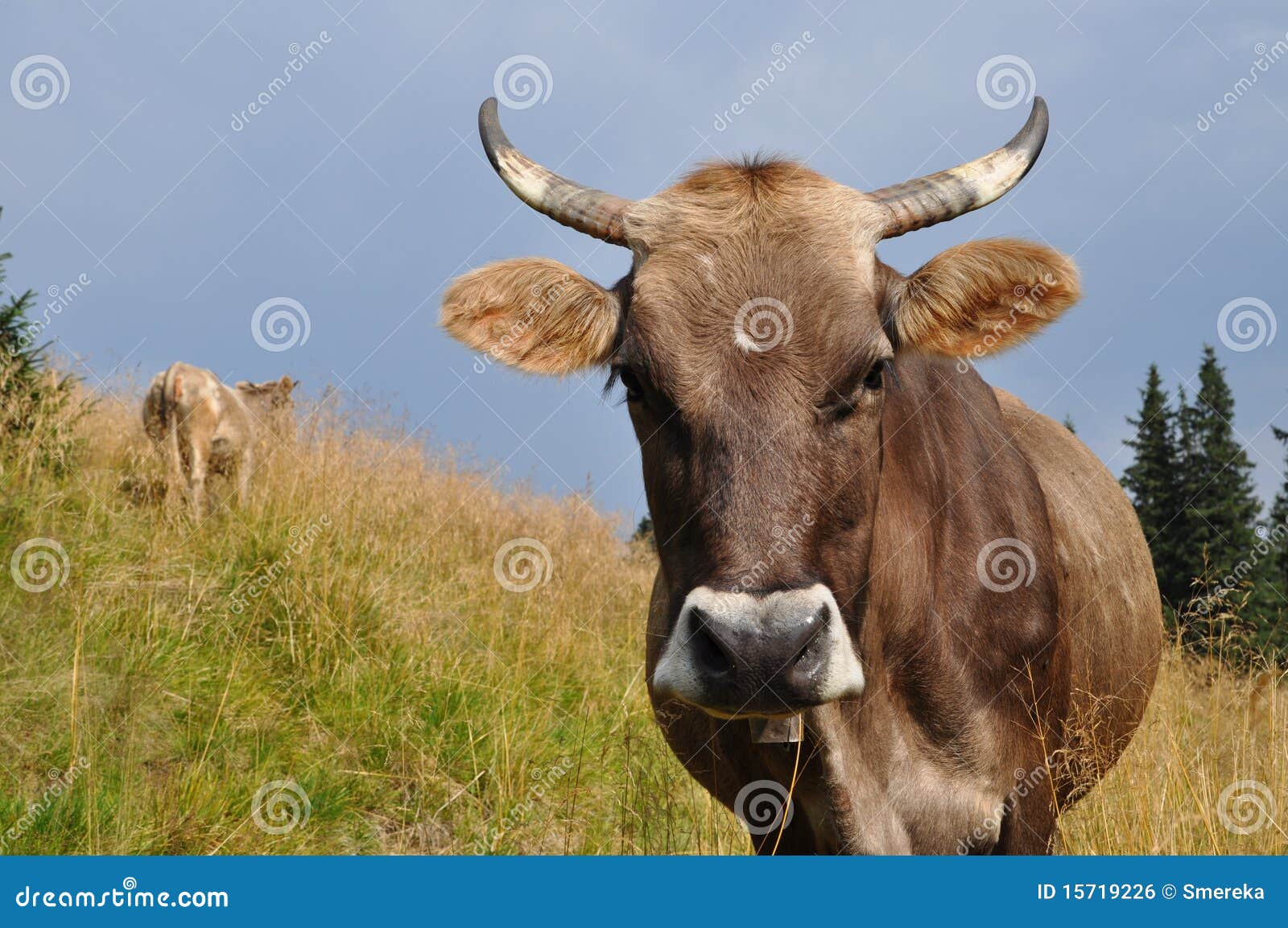 Muzzle of a cow. stock photo. Image of farm, hillside - 15719226