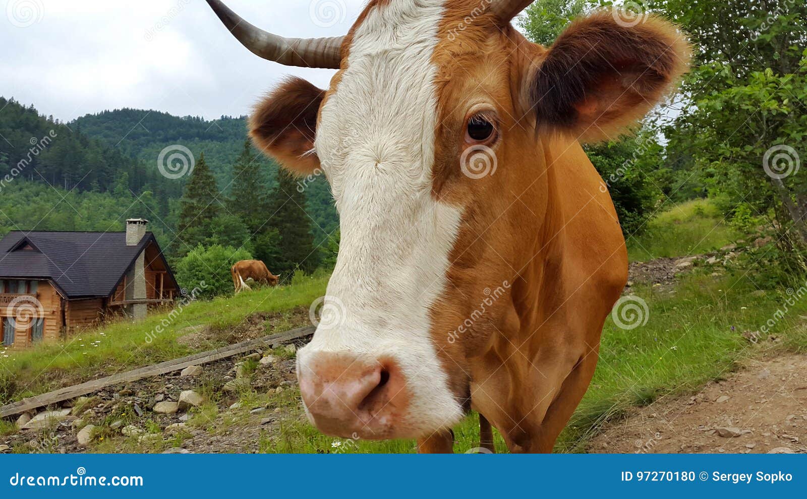 Muzzle Cow Stock Photos - Royalty Free Stock Images