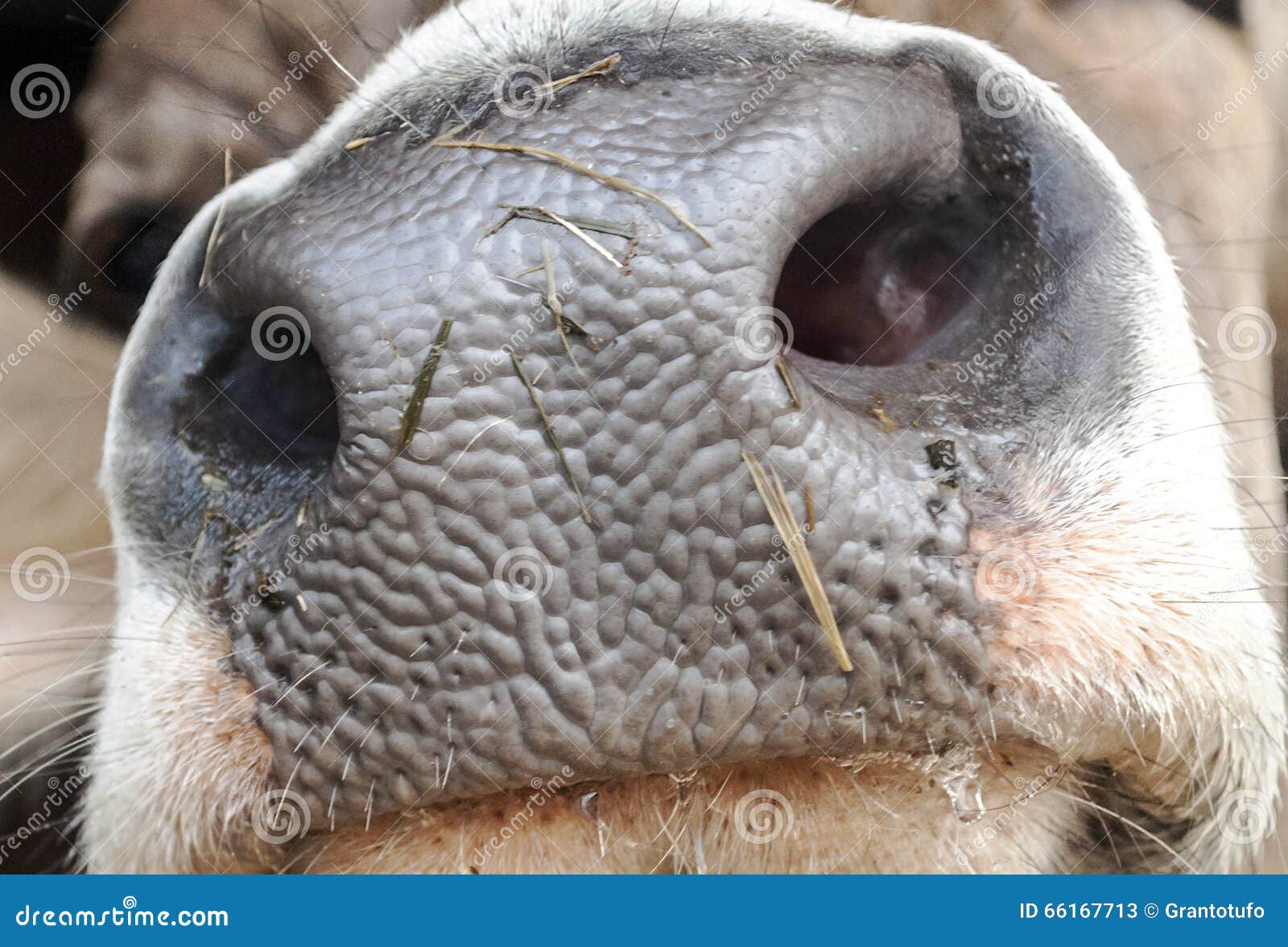 Muzzle of a cow stock image. Image of mouth, countryside - 66167713