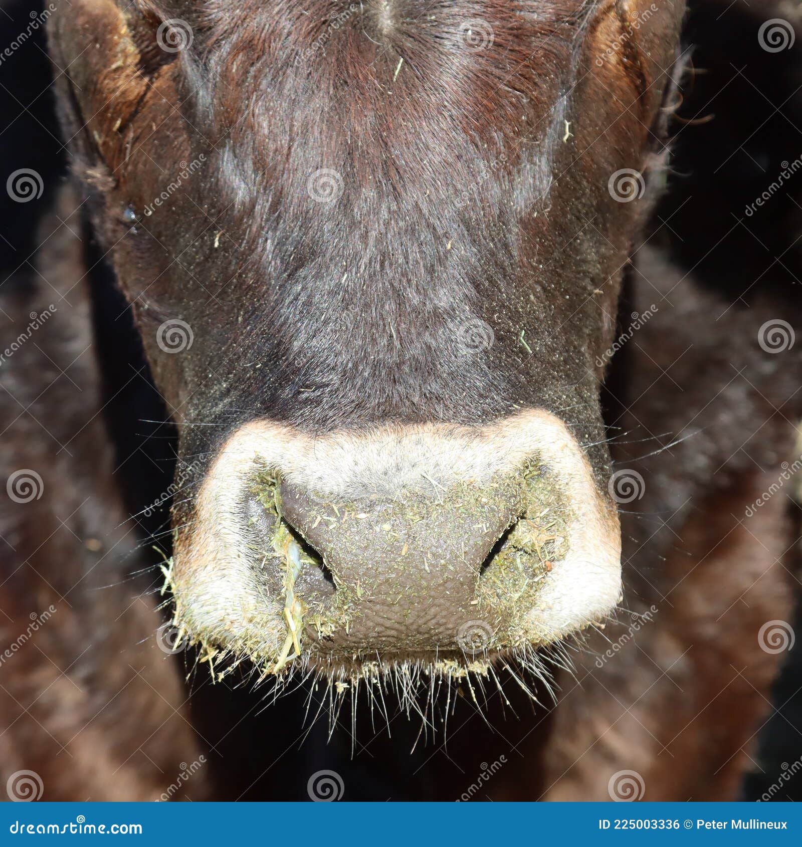 Muzzle of cow stock photo. Image of agriculture, cattle - 225003336