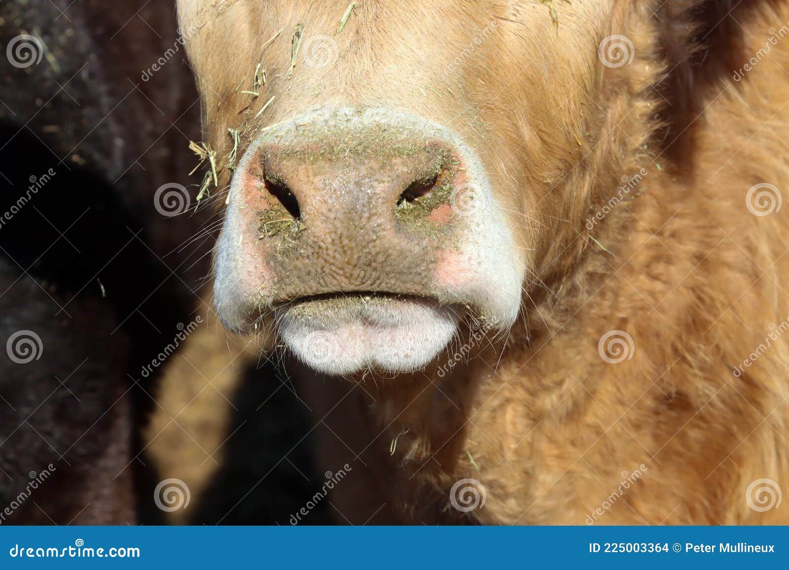 Muzzle of cow stock photo. Image of meat, little, valuable - 225003364