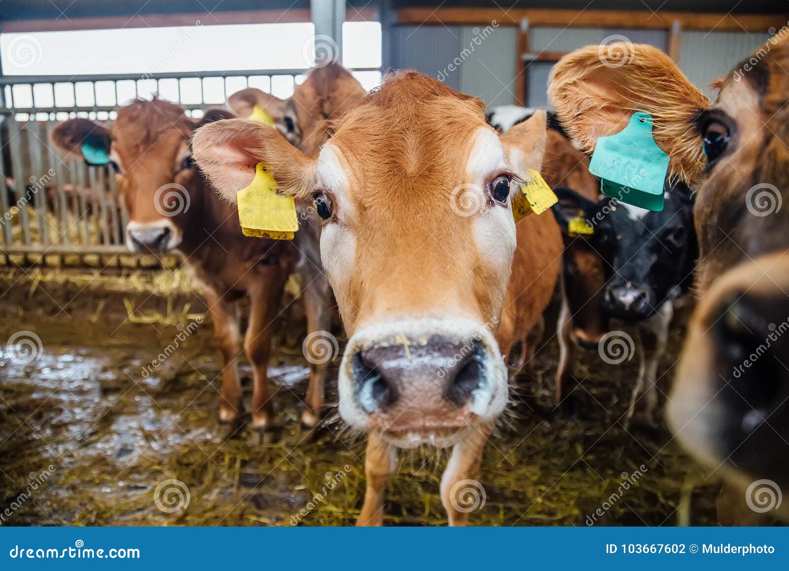 Muzzle of the Cow of the Jersey Breed in Free Livestock Stall. Close Up ...