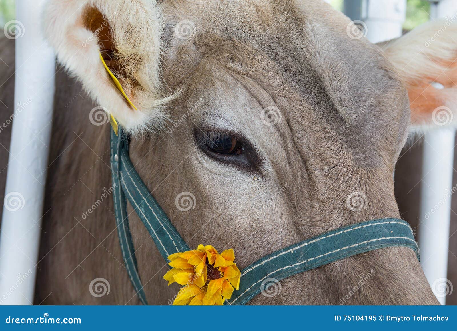 Muzzle of a Cow in a Stall Close-up. Stock Image - Image of farming ...