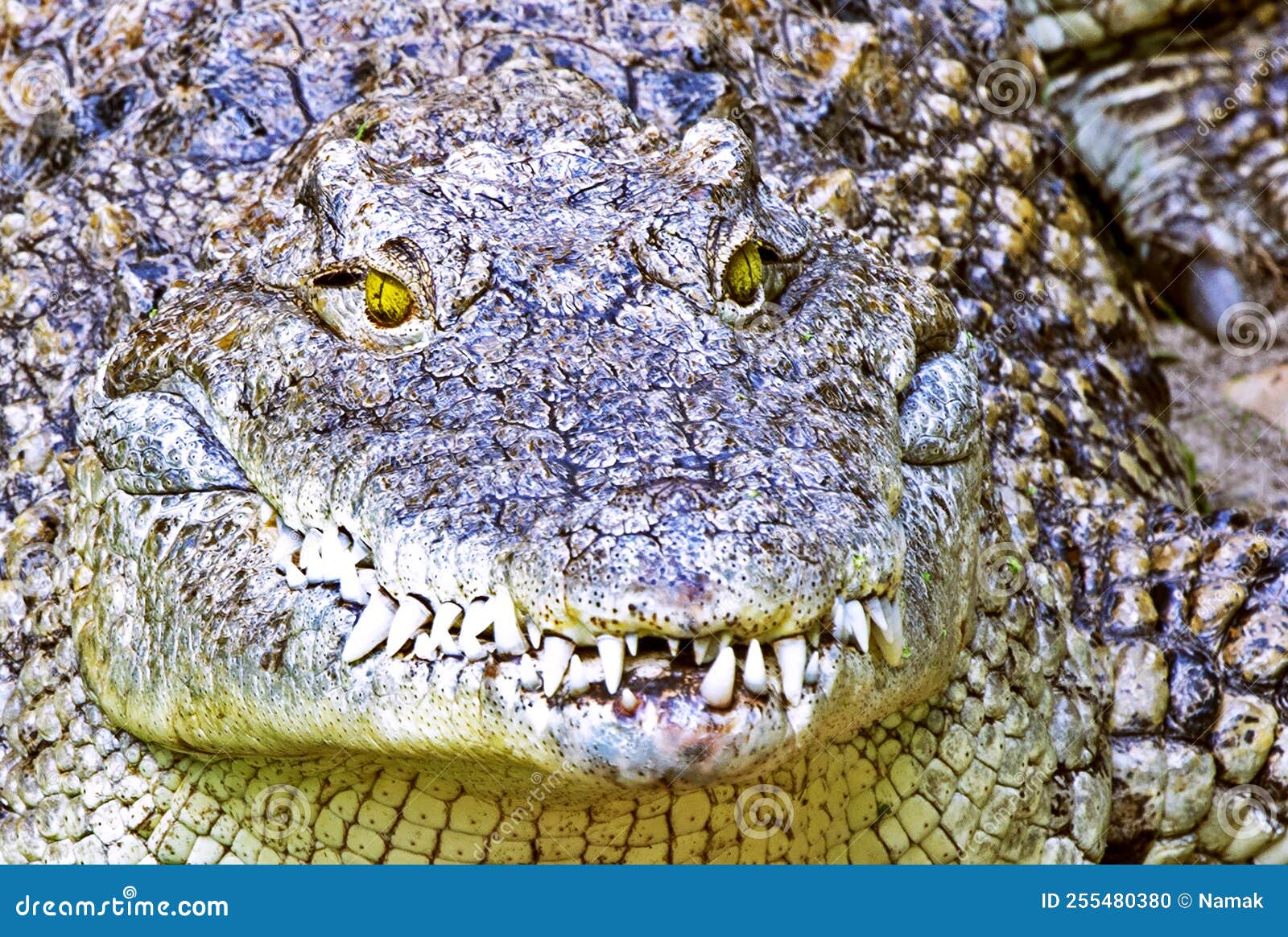 Muzzle of a Crocodile Close-up on the Hunt in the Wild. Horizontal ...