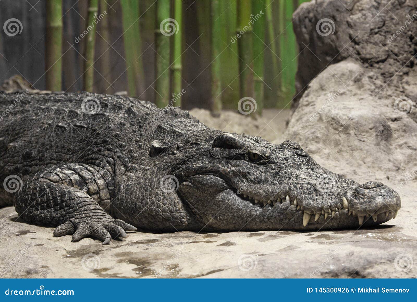 Muzzle of a Crocodile Lyinglose-up. the Look of a Reptile Stock Photo ...