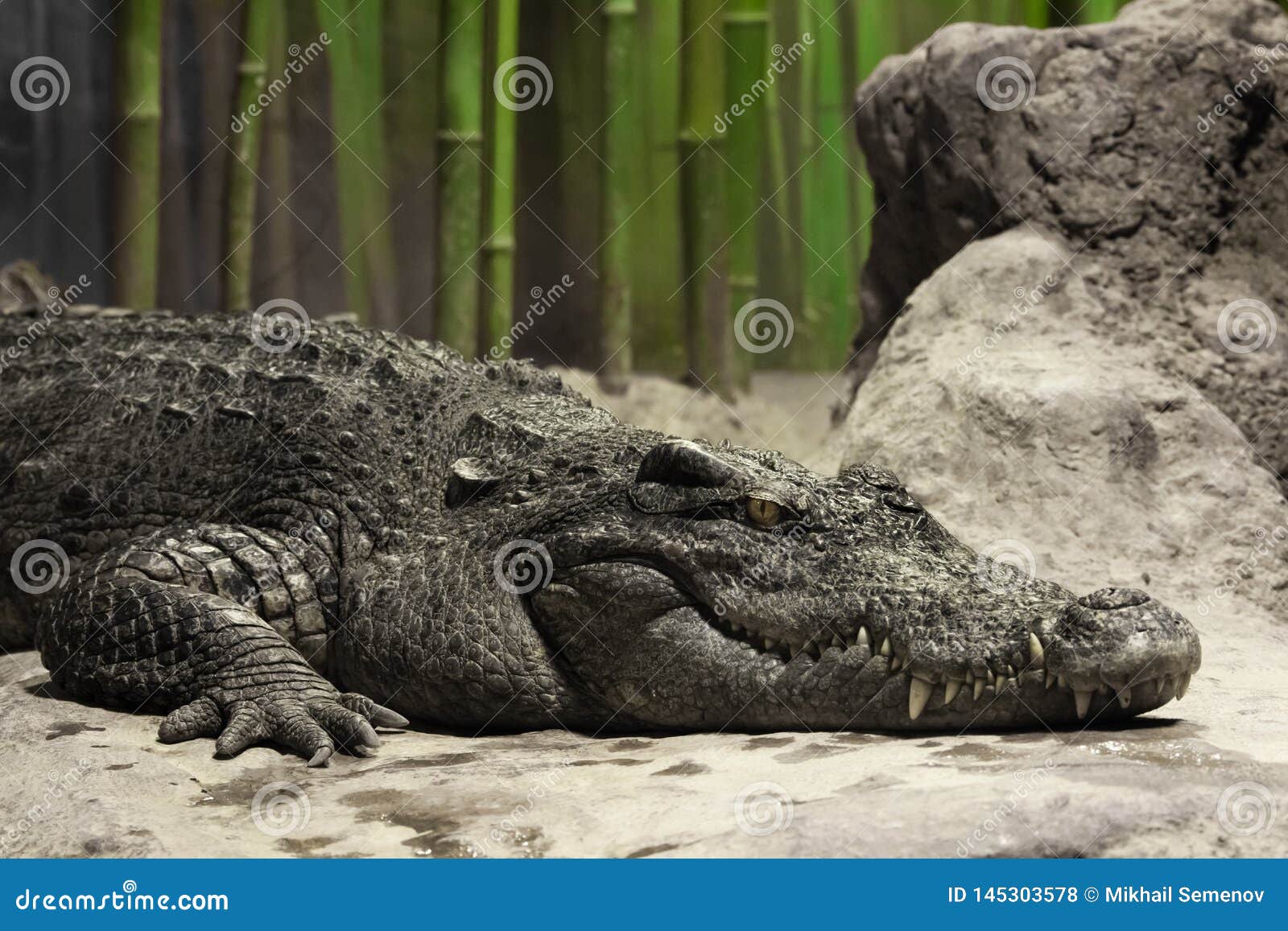 Muzzle of a Crocodile Lyinglose-up. the Look of a Reptile Stock Photo ...