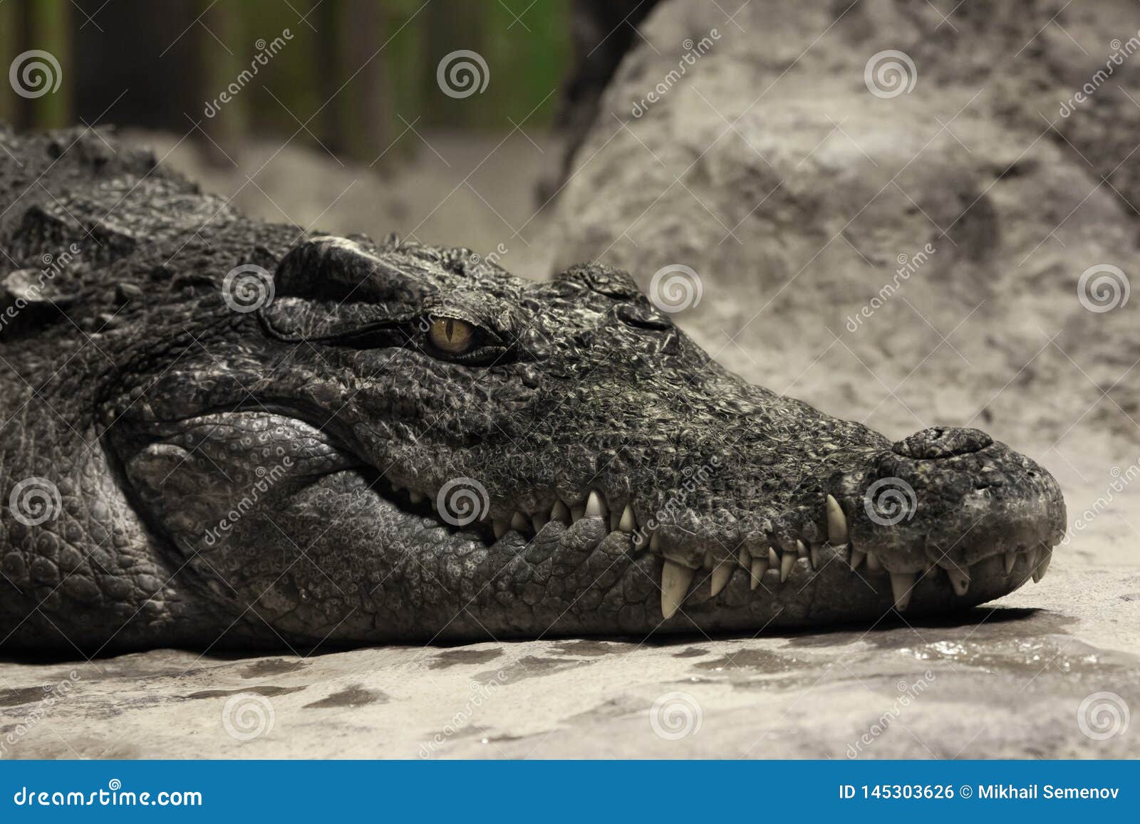 Muzzle of a Crocodile Lyinglose-up. the Look of a Reptile Stock Photo ...