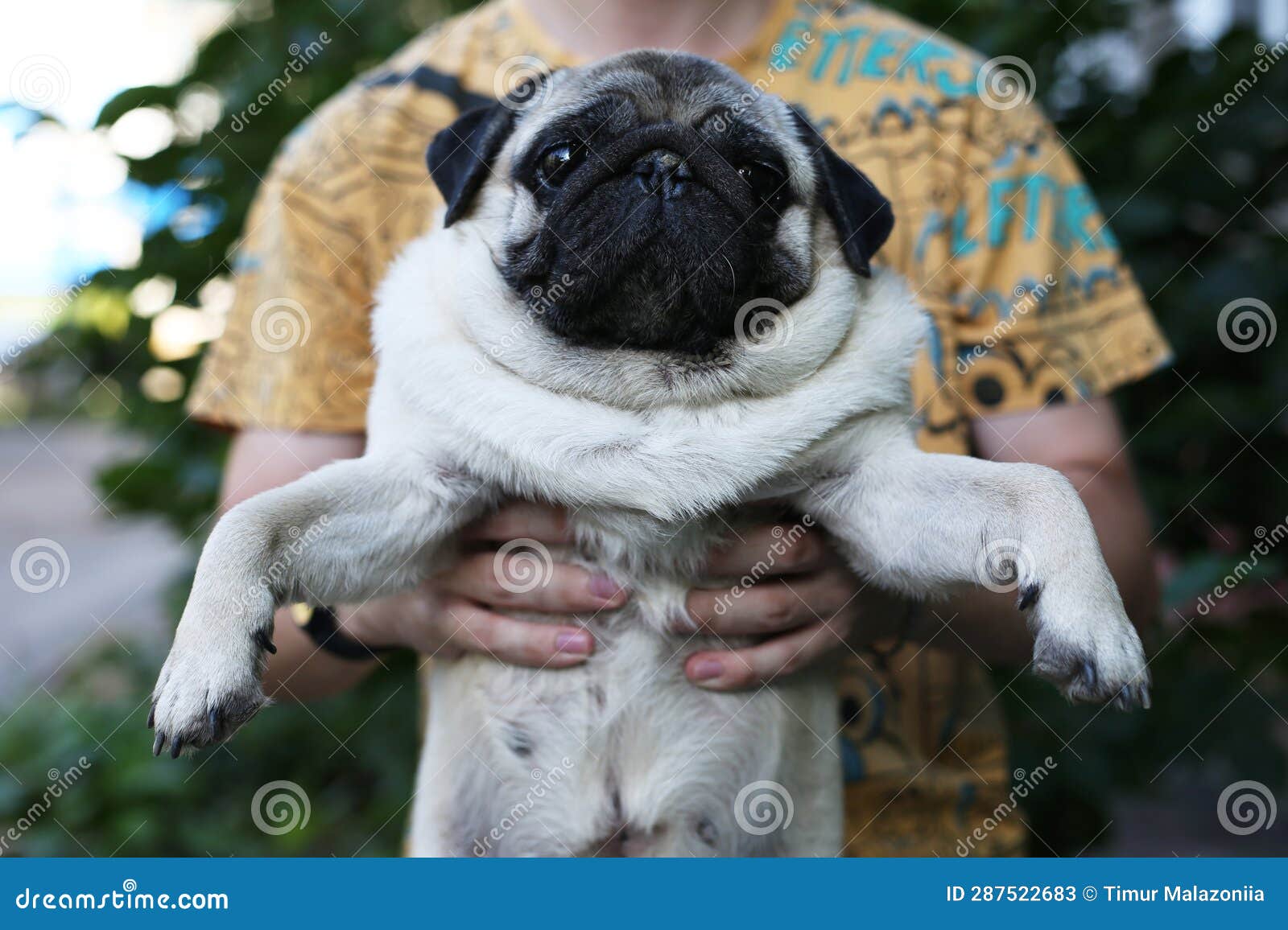 Muzzle of a Cute Pug in the Hands of a Man Stock Image - Image of eyes ...