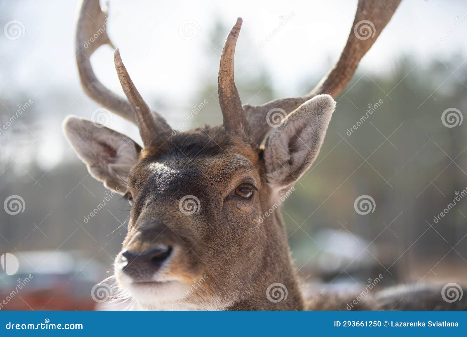 The muzzle of a deer with stock photo. Image of spotty - 293661250