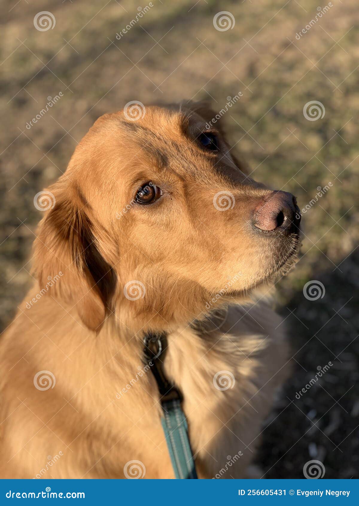 Dog Lovingly Looks at the Owner at Sunset Stock Image - Image of love ...