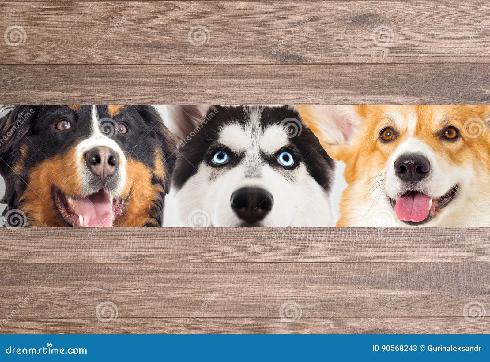 Cute Dog Peeking Out Stock Images - Download 240 Royalty Free Photos