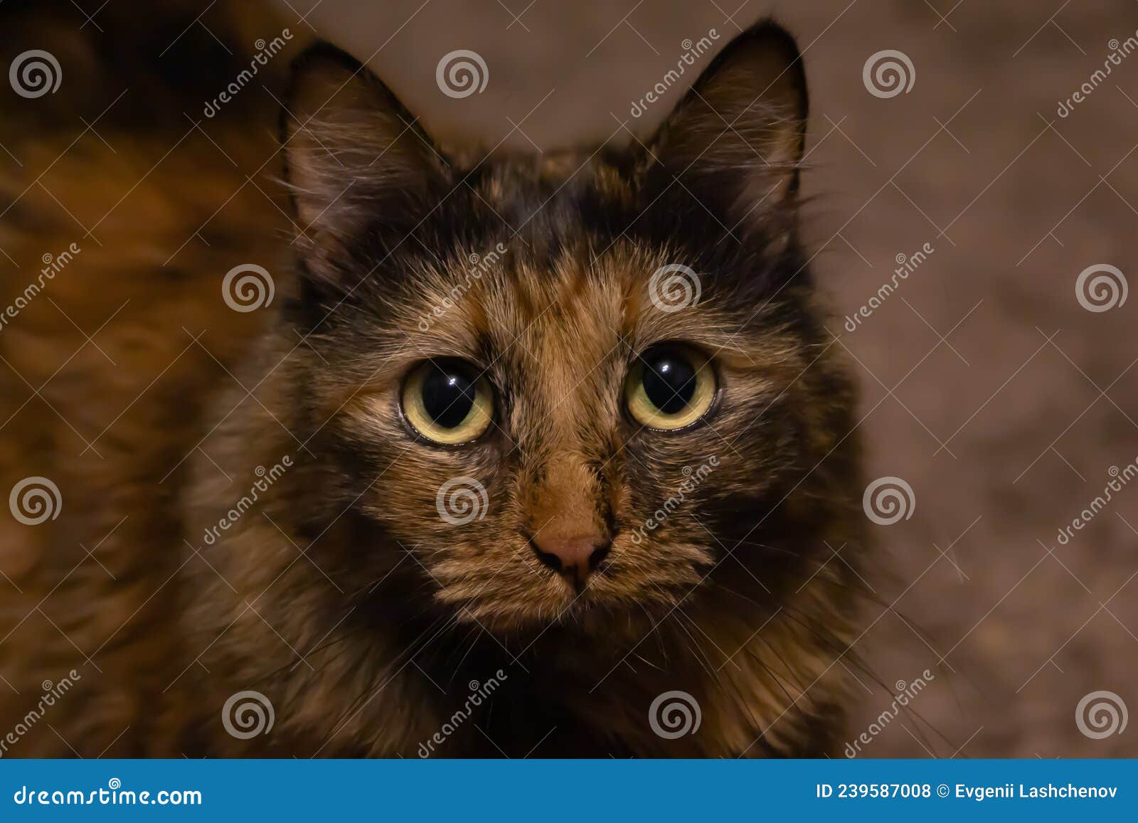 The Muzzle of a Domestic Fluffy Tortoiseshell Cat. Closeup Photo Stock ...