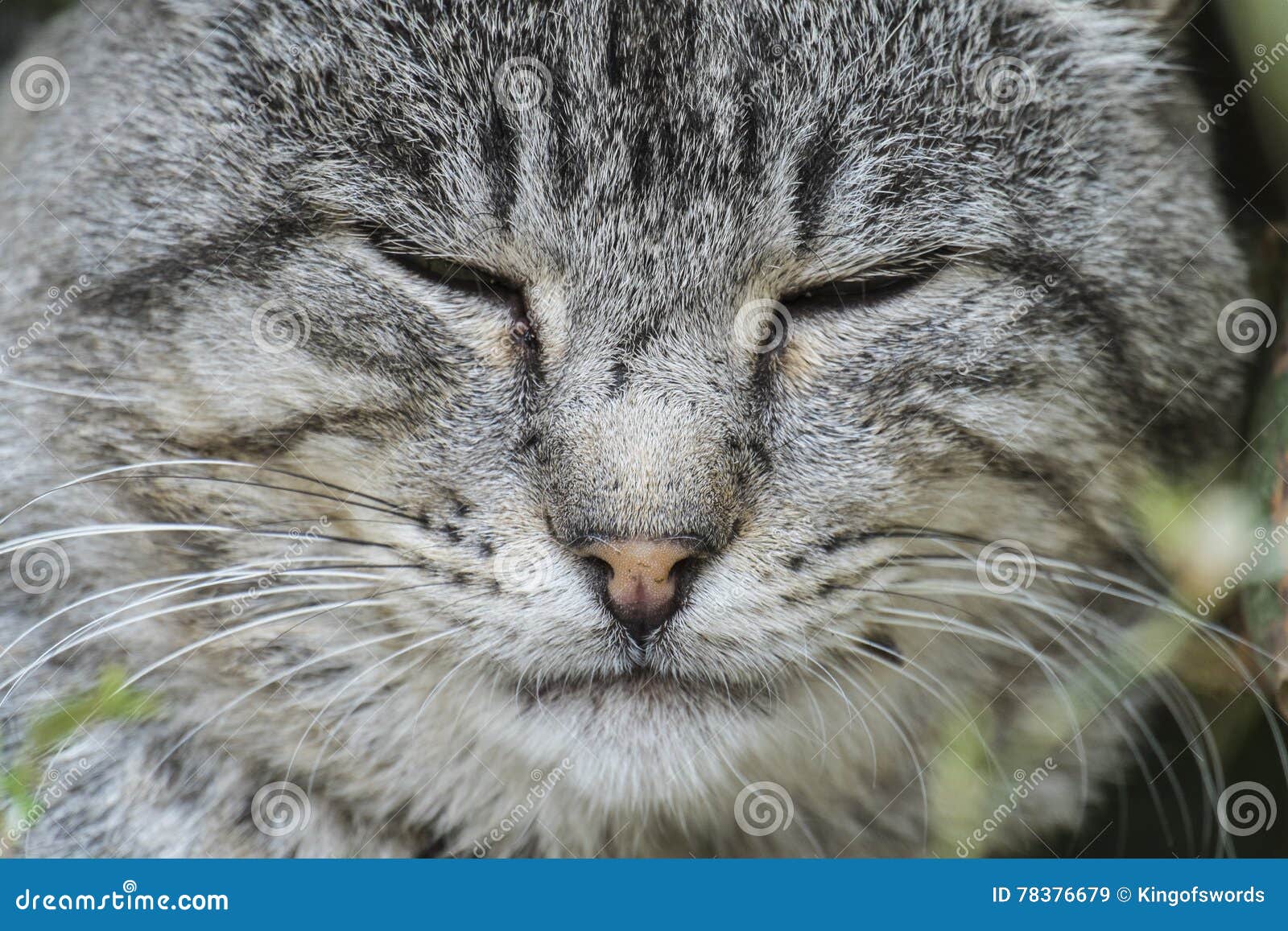 Muzzle dozing cat stock image. Image of whiskered, dormant - 78376679