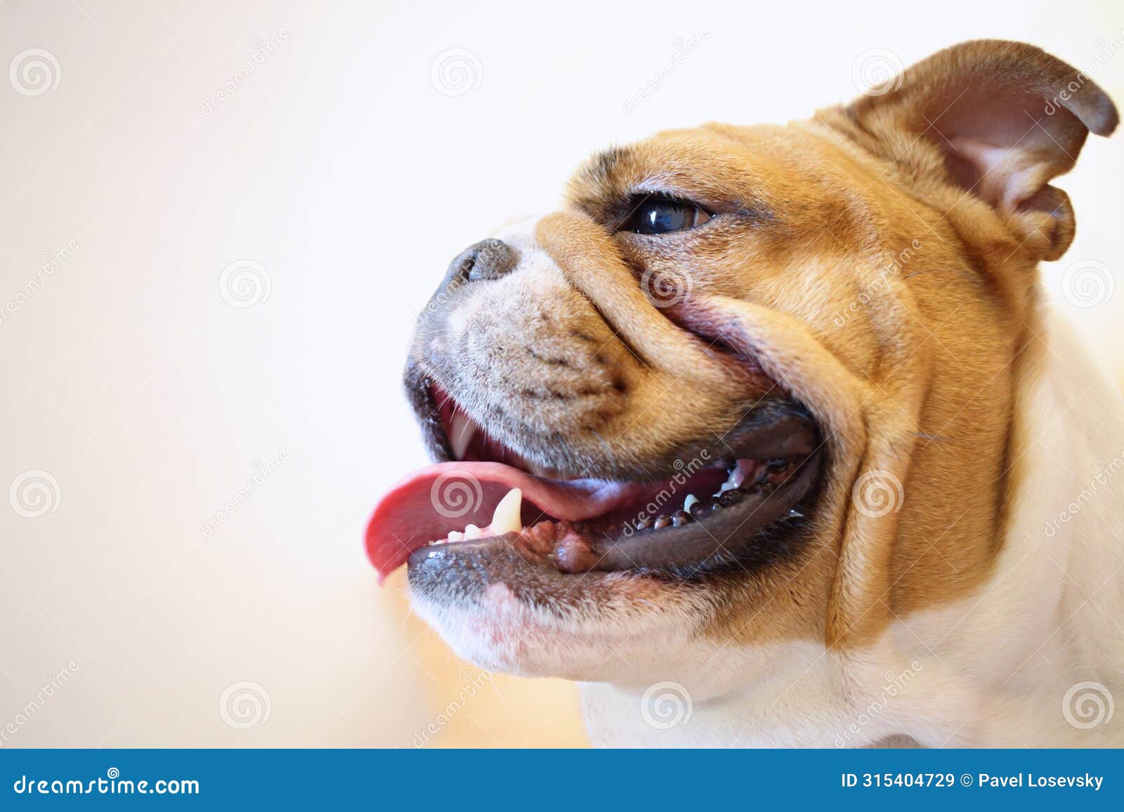Muzzle English Bulldog with Open Mouth on White, Stock Image - Image of ...