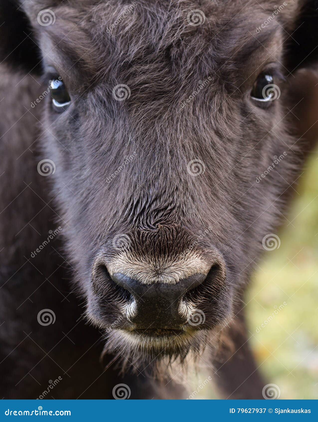 Muzzle of European Bison Cub Stock Image - Image of snout, brown: 79627937