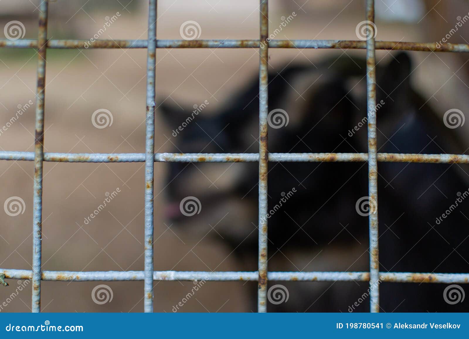 Muzzle Face of a Black Goat with Curved Horns Behind a Rusty Mesh Cell ...