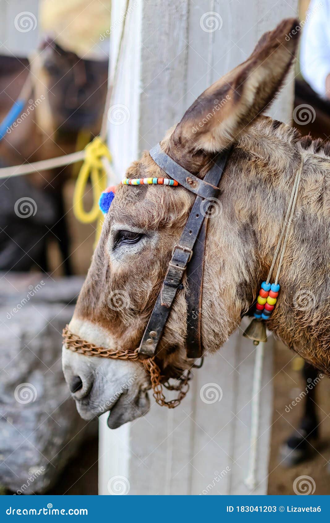 Face Donkey Royalty-Free Stock Photo | CartoonDealer.com #57714789