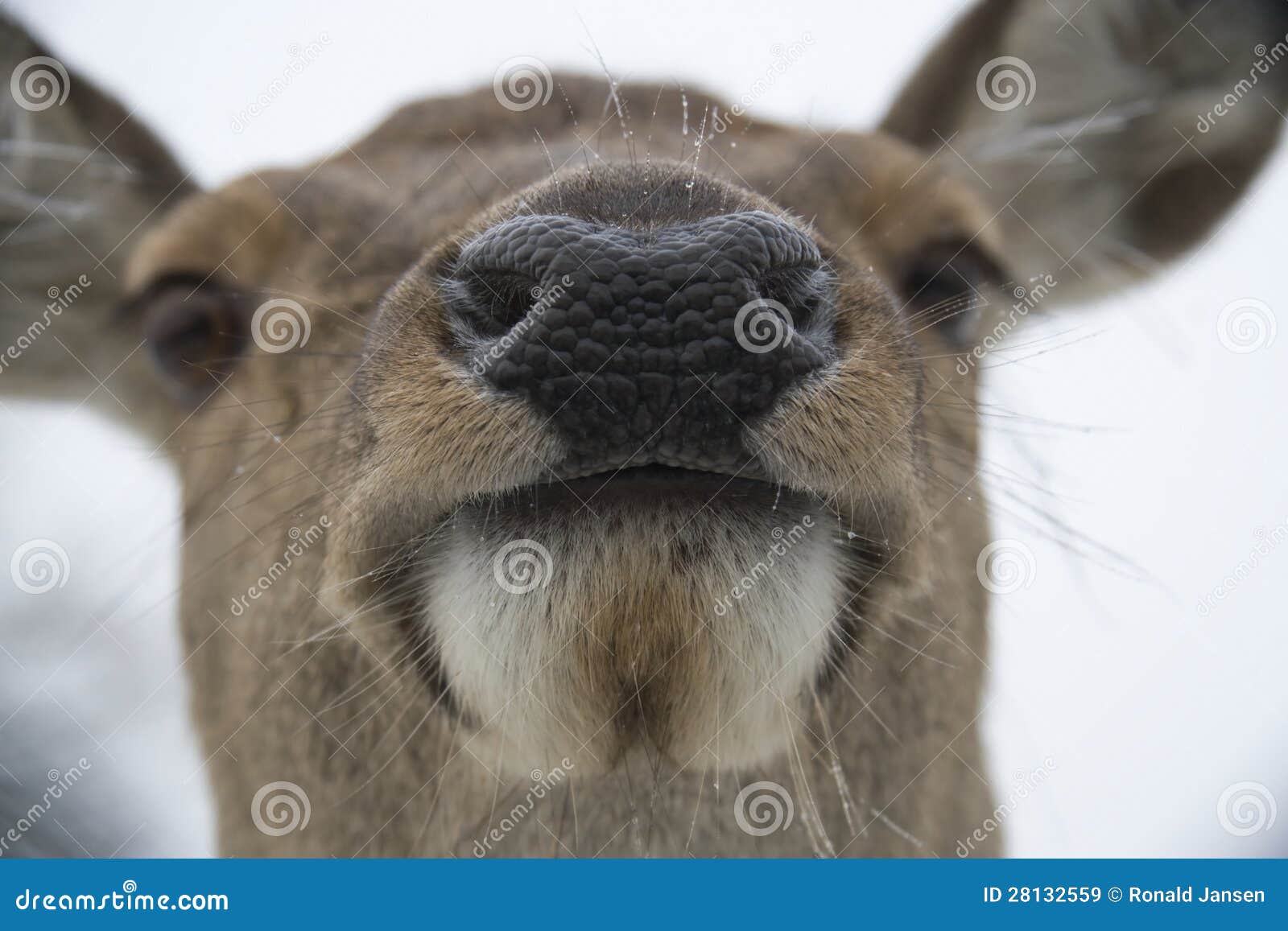 Muzzle of a Female Red Deer Stock Image - Image of nose, detail: 28132559
