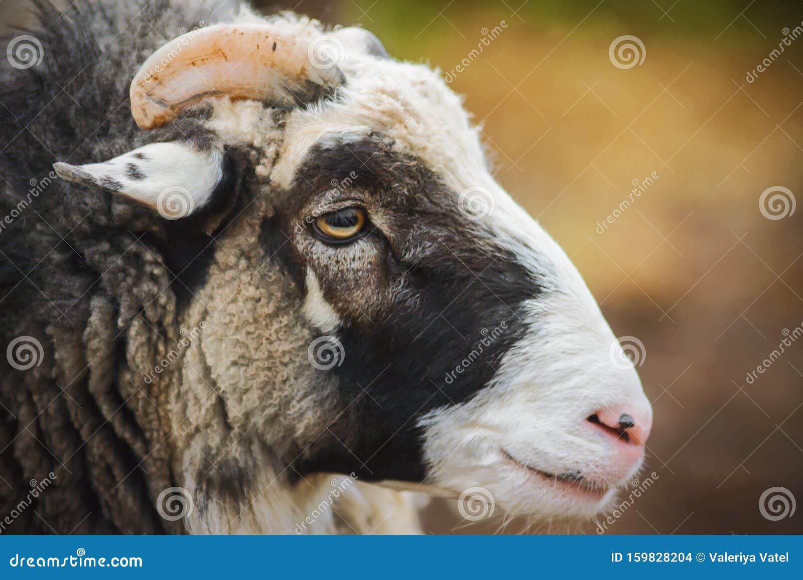 The Muzzle of a Fluffy Sheep Stock Photo - Image of mammal, living ...