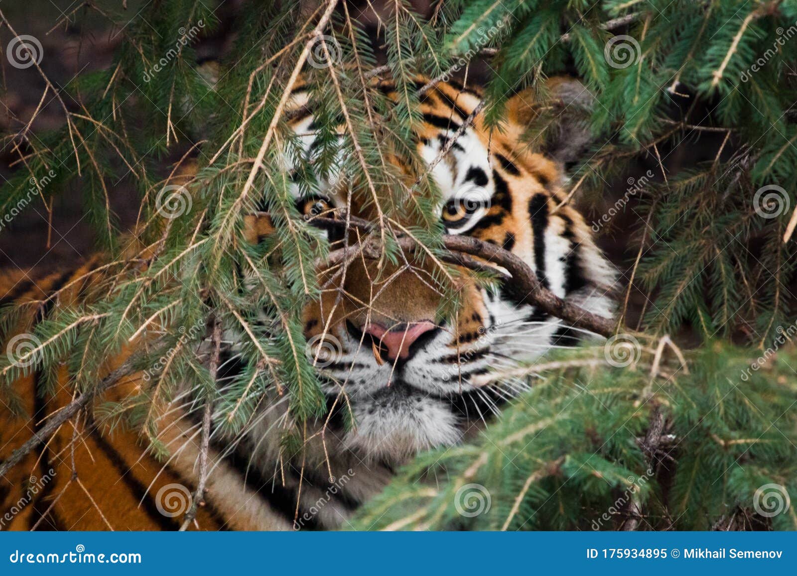 Muzzle Full Face, Look through the Branches. Amur Tiger , Siberian ...