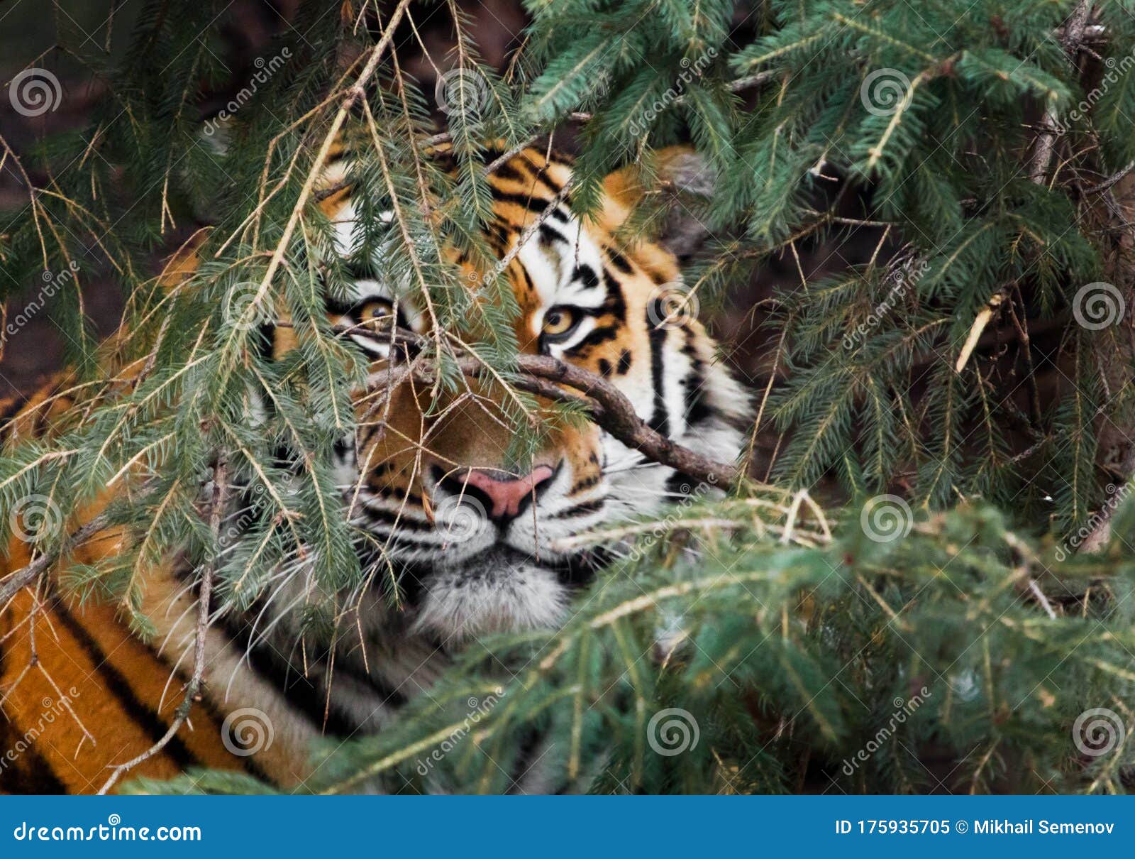 Muzzle Full Face, Look through the Branches. Amur Tiger , Siberian ...